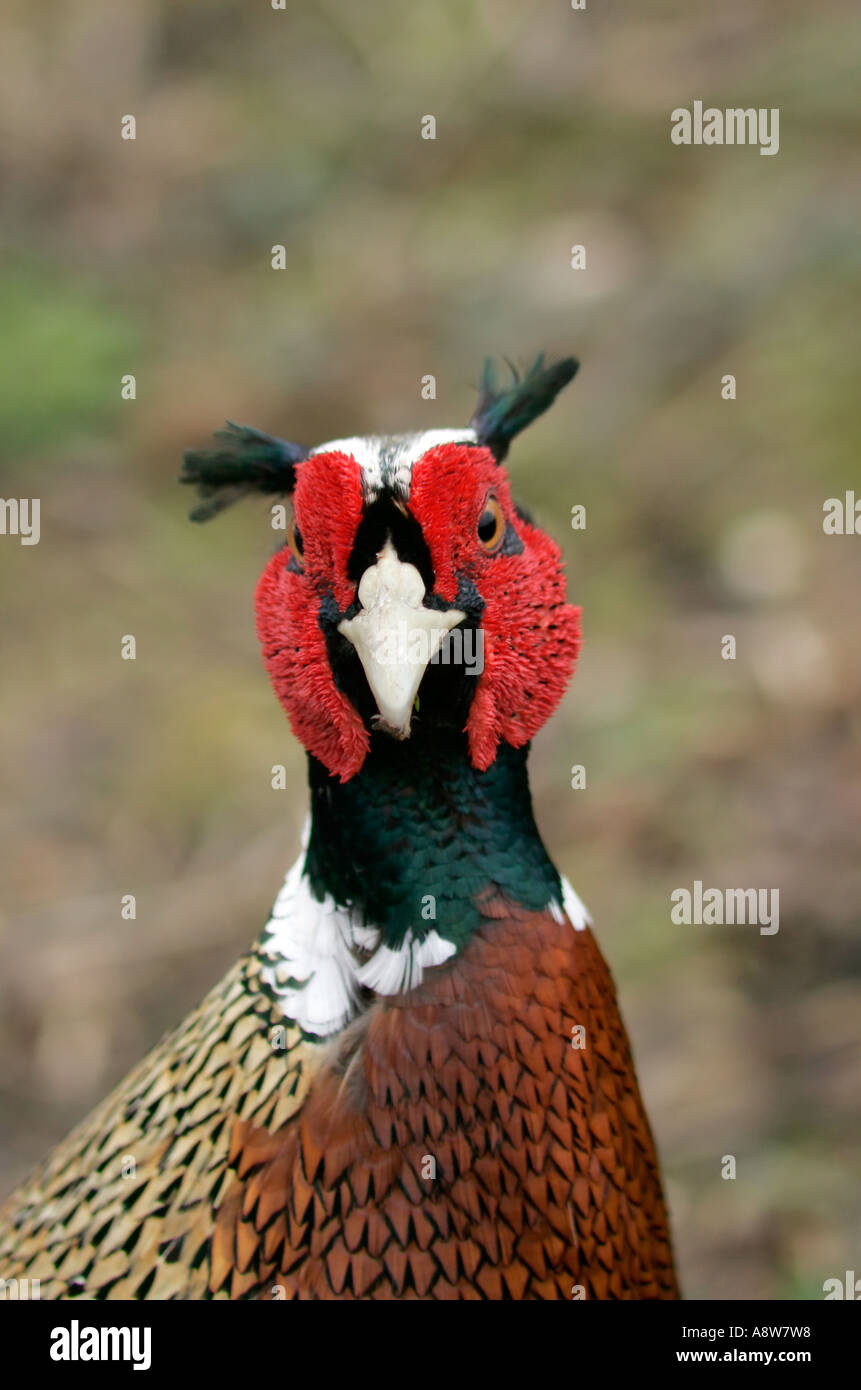 A portrait of a single male adult Pheasant (Phasianus colchicus) facing ...