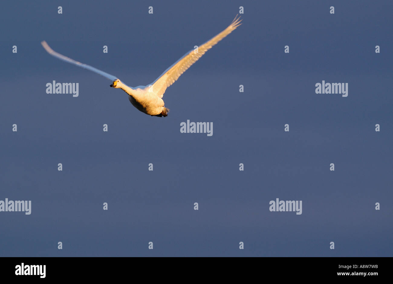 whooper swan flying Stock Photo - Alamy