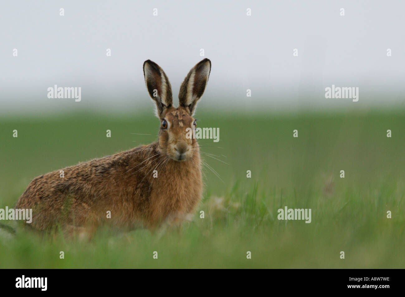 British hare in field hi-res stock photography and images - Alamy