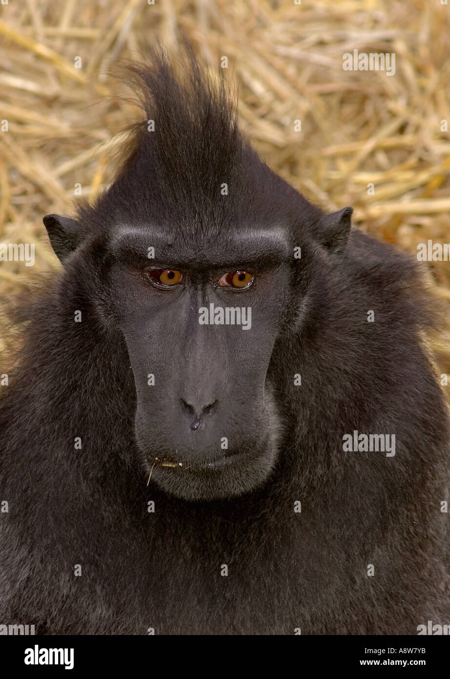 East Sussex, UK. Portrait of a captive Sulawesi Crested Macaque with ...