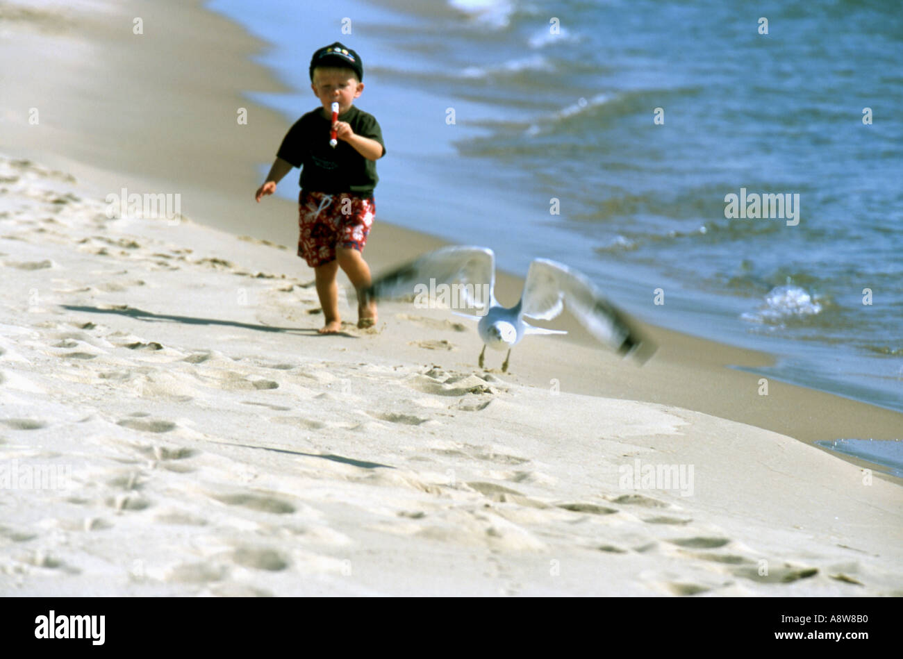 Boy chasing bird hi-res stock photography and images - Alamy