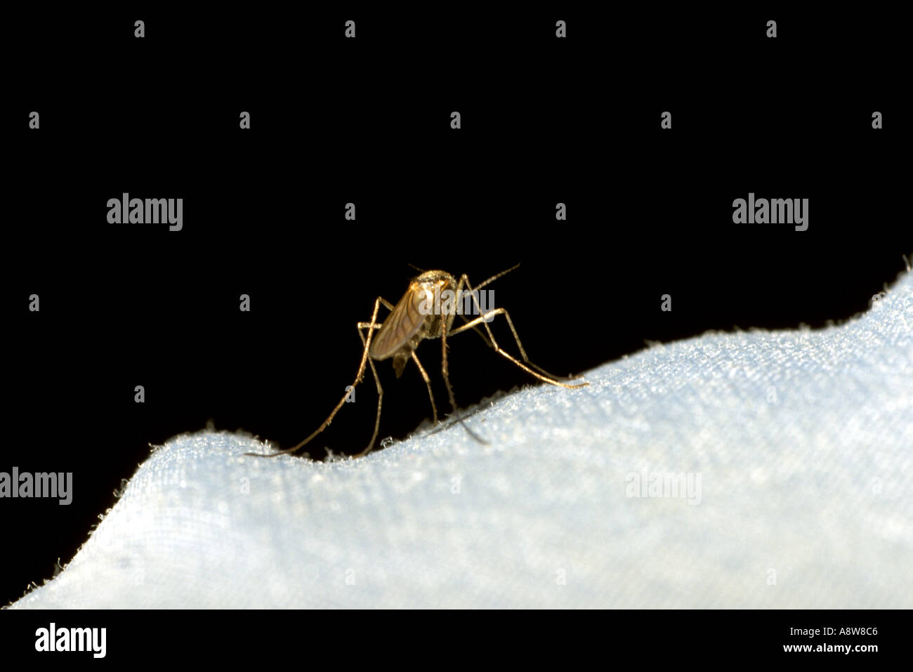 Mosquito insect alaska hi-res stock photography and images - Alamy
