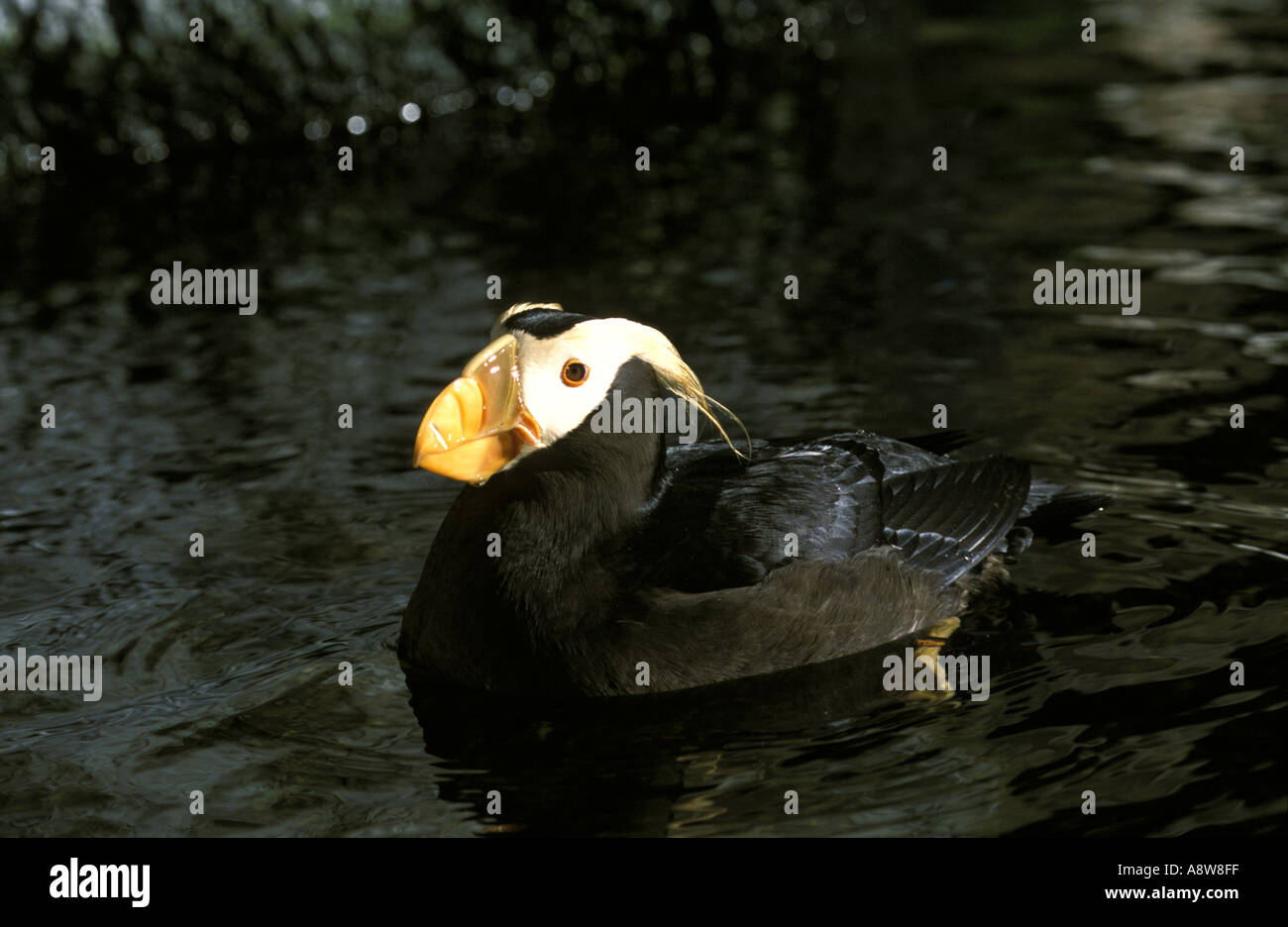 Tufted Puffin Fratercula cirrhata breeding plummage Captive Seward ...