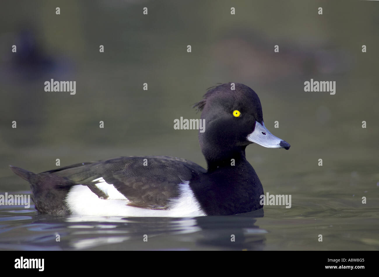 Gold duck hi-res stock photography and images - Alamy