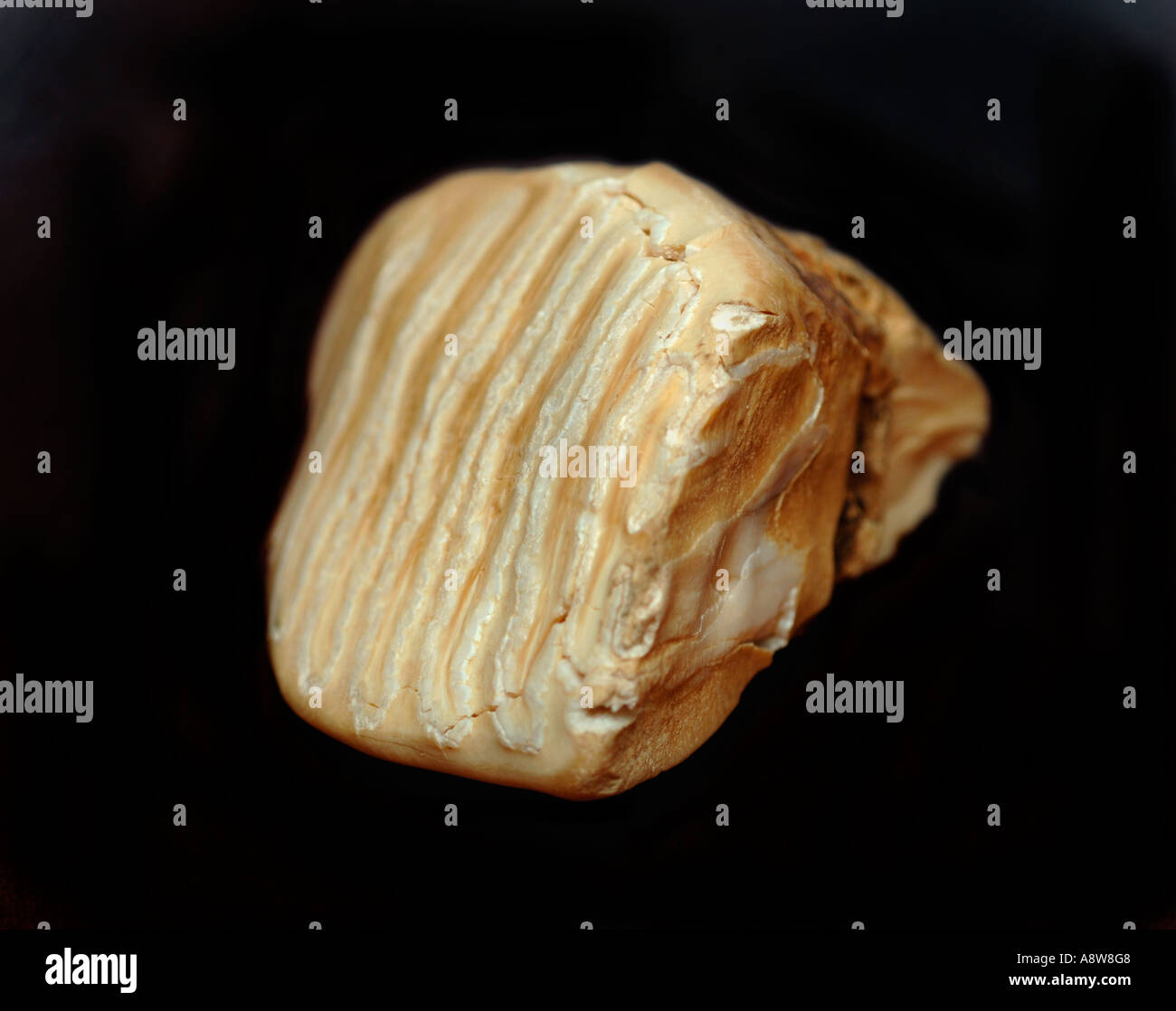 Elephant tooth hi-res stock photography and images - Alamy