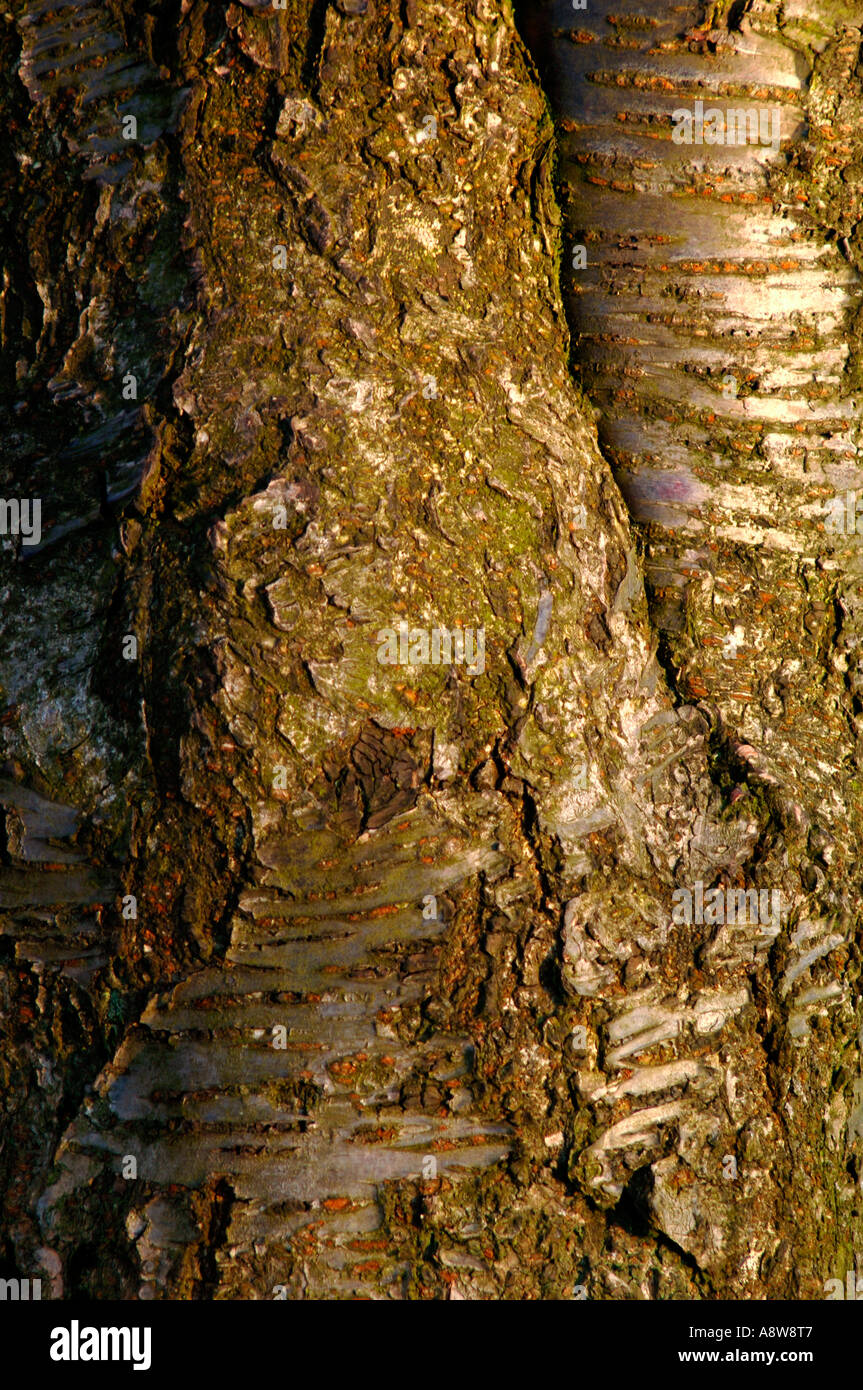 Tree surface texture hi-res stock photography and images - Alamy