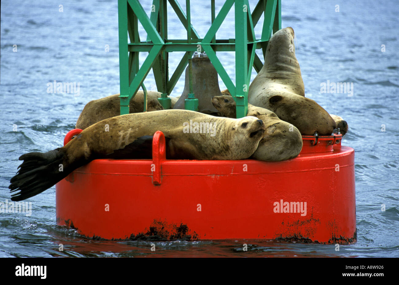 Steller Sea Lions Eumetopias jubatus on Faust Rock Light Buoy Saginaw ...