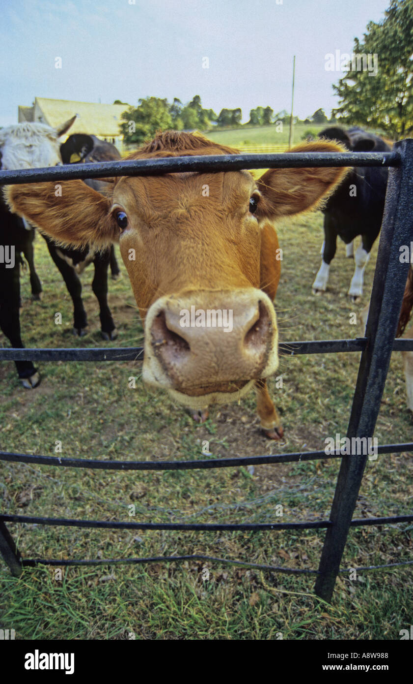 Poking head through hi-res stock photography and images - Alamy