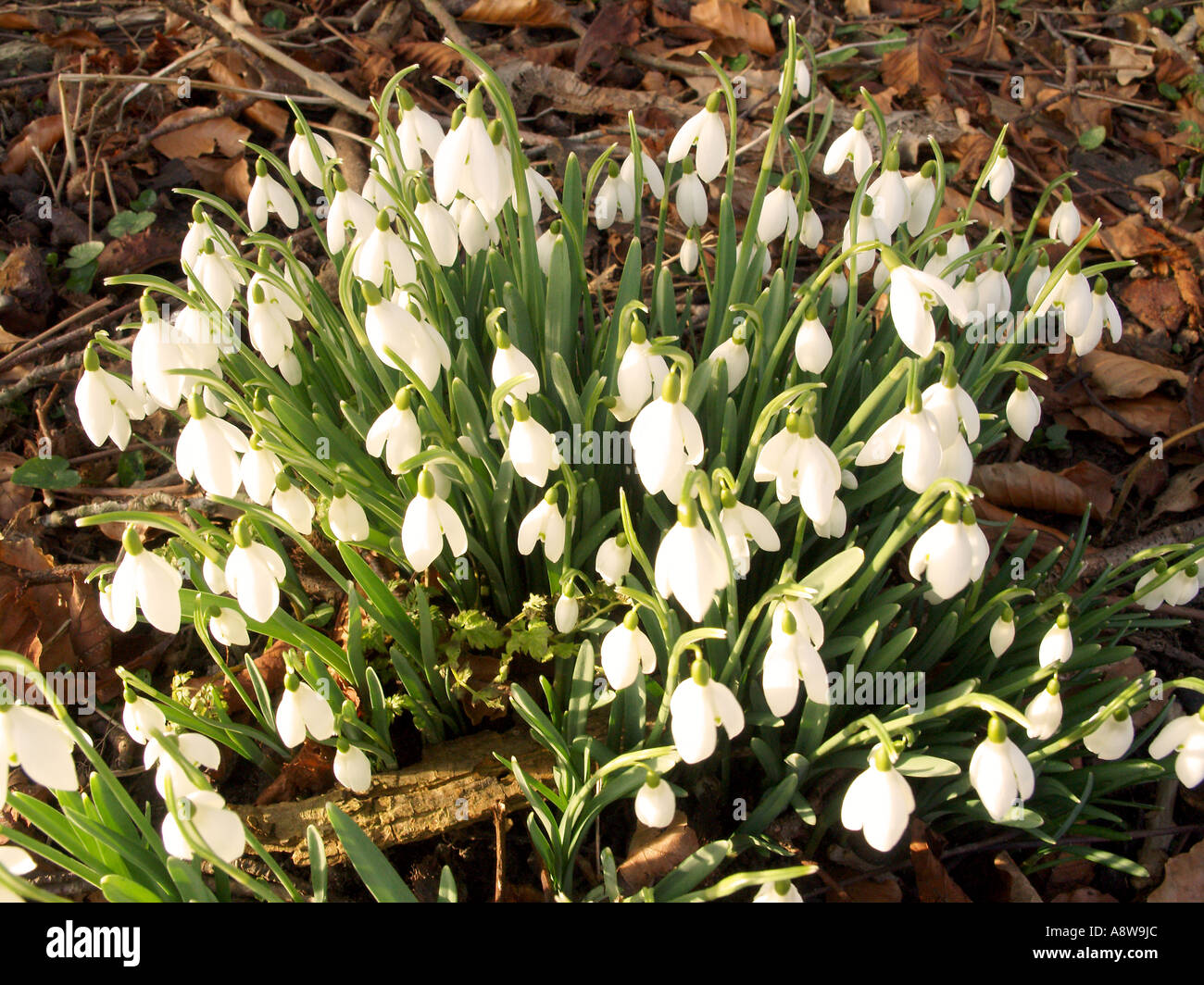 common snowdrop Galanthus nivalis Stock Photo - Alamy