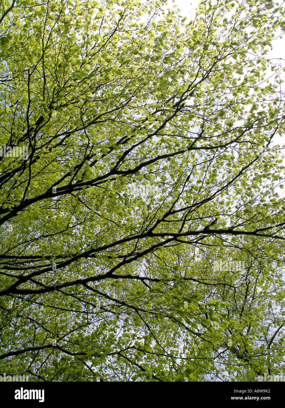 BEECH TREE FAGUS SYLVATICA Stock Photo - Alamy