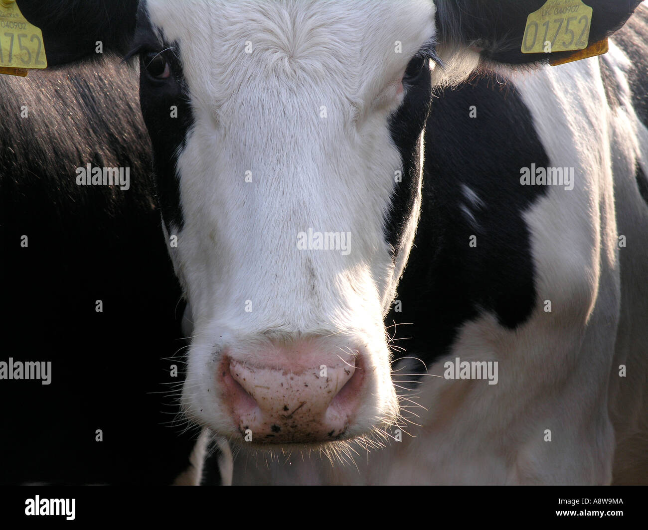 tight close up of cow Stock Photo - Alamy