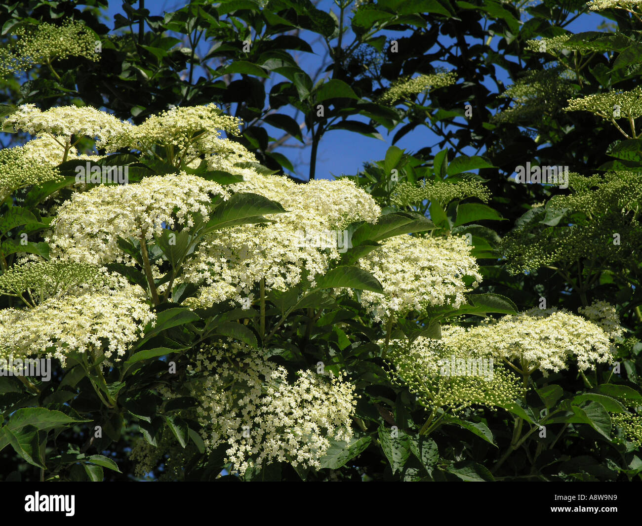 Elder flowers in full bloom Stock Photo - Alamy