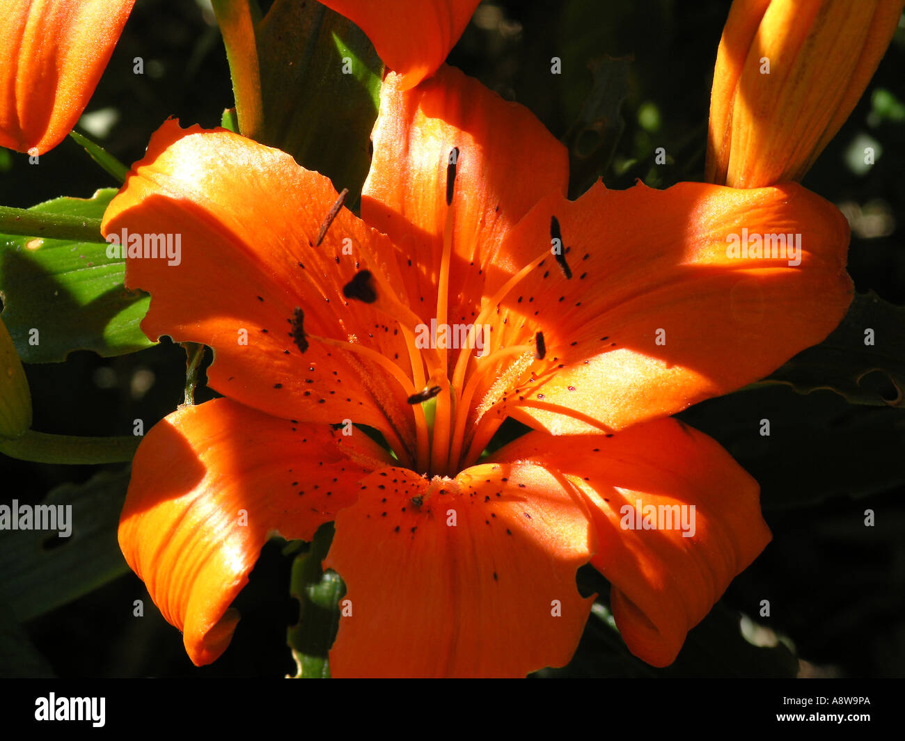 Tiger lili hi-res stock photography and images - Alamy
