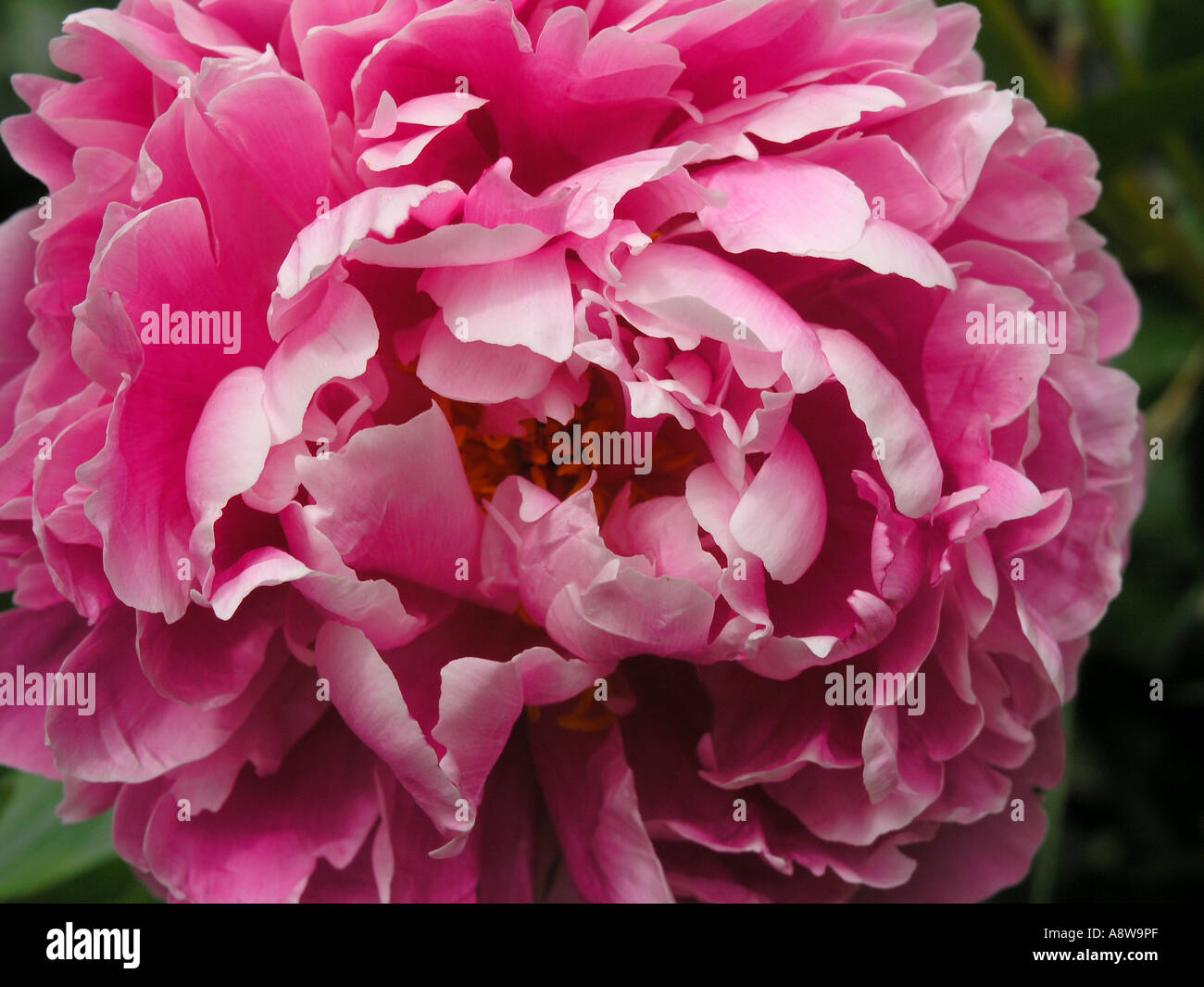 Medicinal plant Paeony Paeonia officinalis Pfingstrose Stock Photo - Alamy