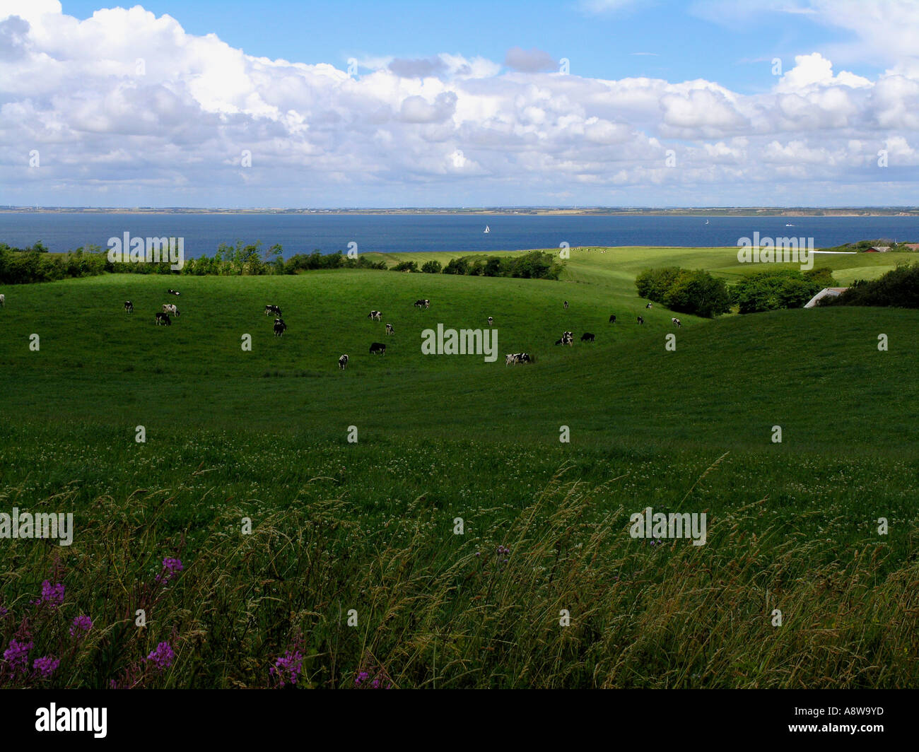 Fjord limfjord hi-res stock photography and images - Alamy