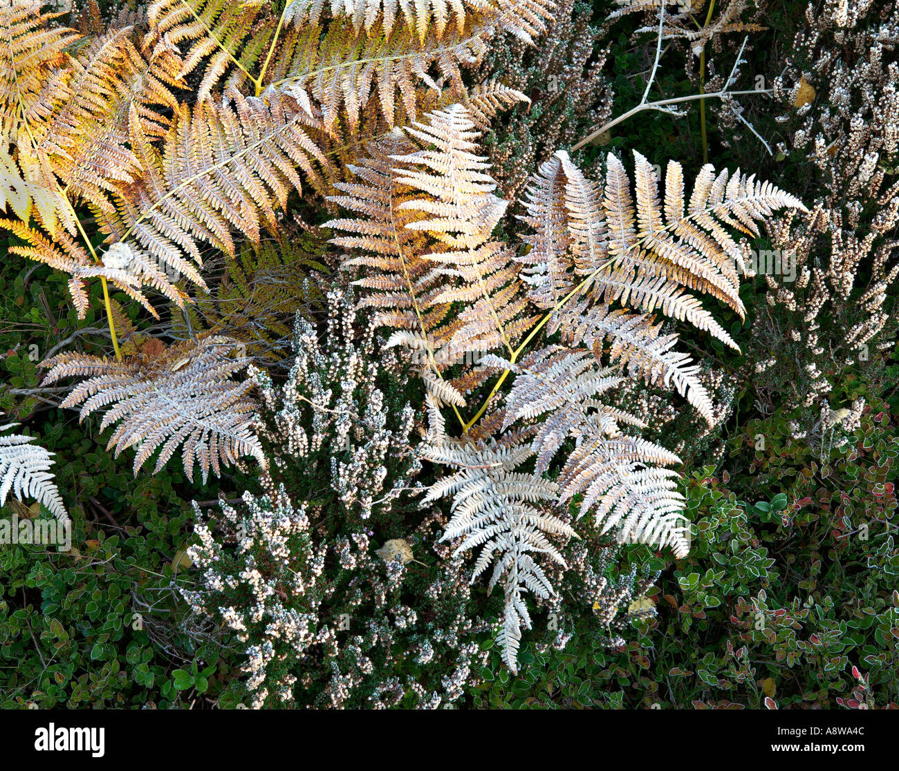 Feather Like Leaves Stock Photos & Feather Like Leaves Stock Images - Alamy