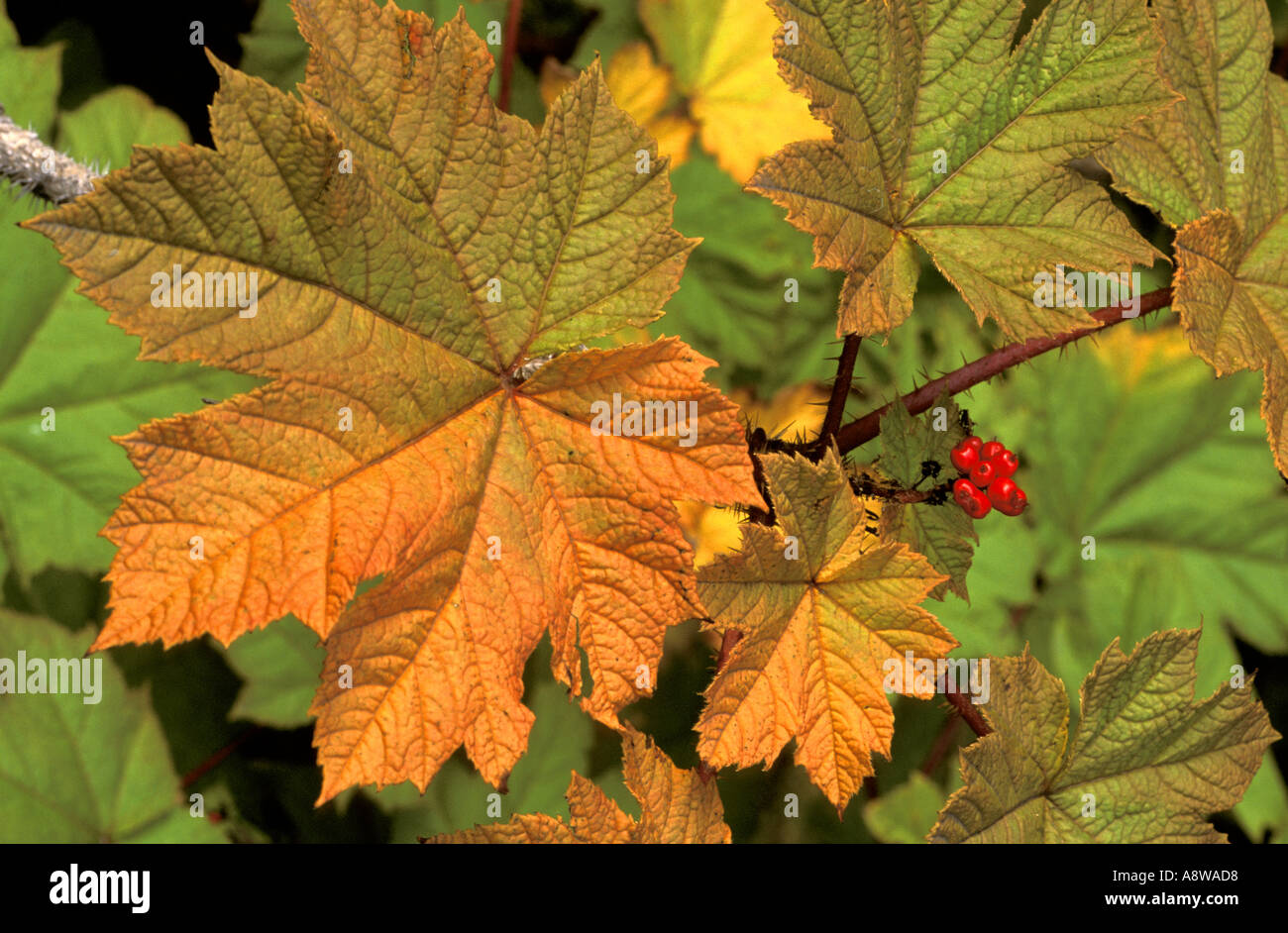 Devil's club alaska hi-res stock photography and images - Alamy