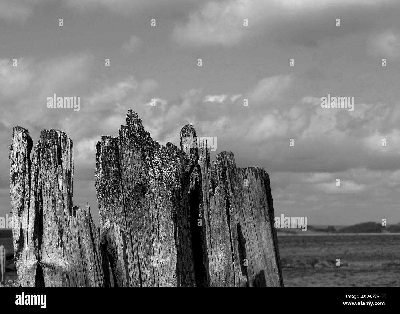 Rotten poles hi-res stock photography and images - Alamy