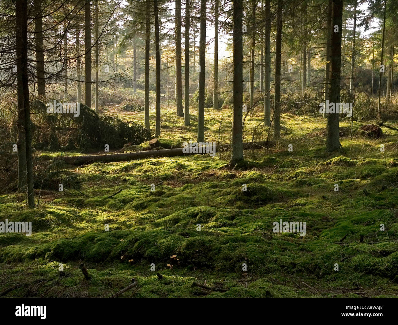 The peat covered forest bed in a pine forest Stock Photo - Alamy