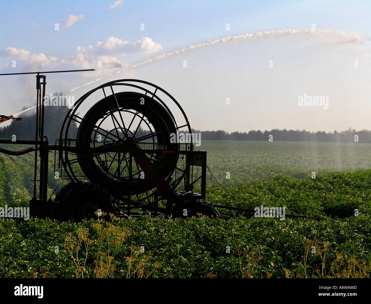 Potatoe crop hi-res stock photography and images - Alamy
