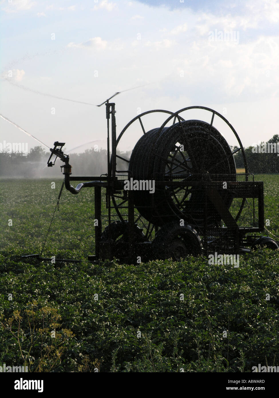 Machine watering potatoe field hi-res stock photography and images - Alamy