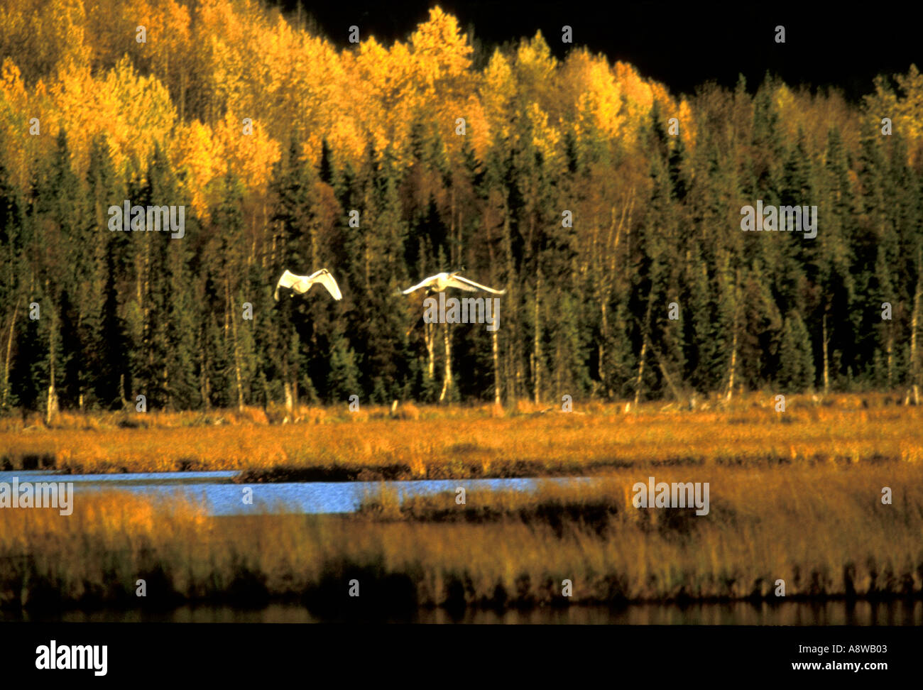 Fall Migration of the Trumpeter Swan Cygnus buccinator Kenai Peninsula ...