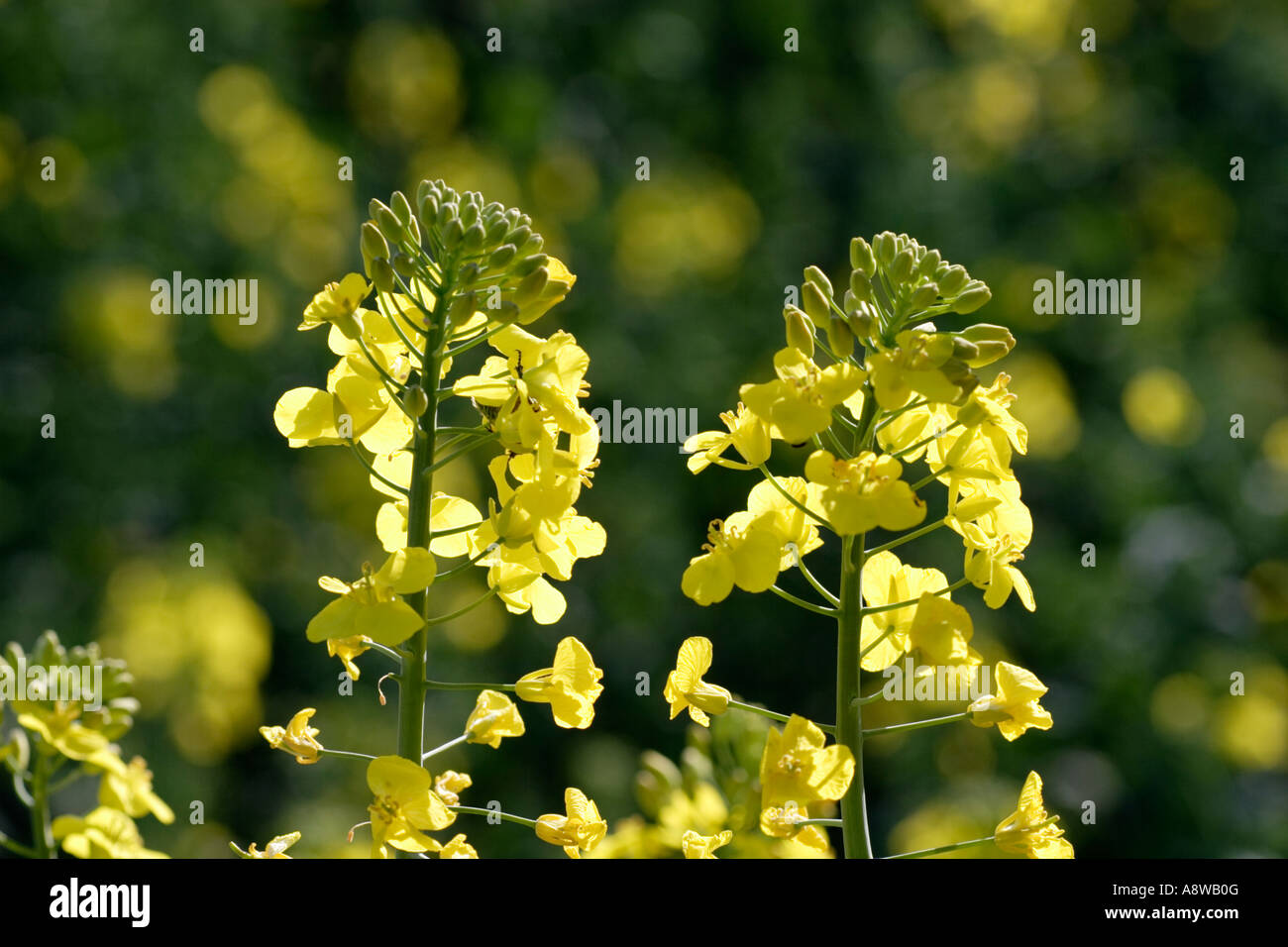 Canola (or Rapaseed, Brassica napus) in bloom Stock Photo - Alamy