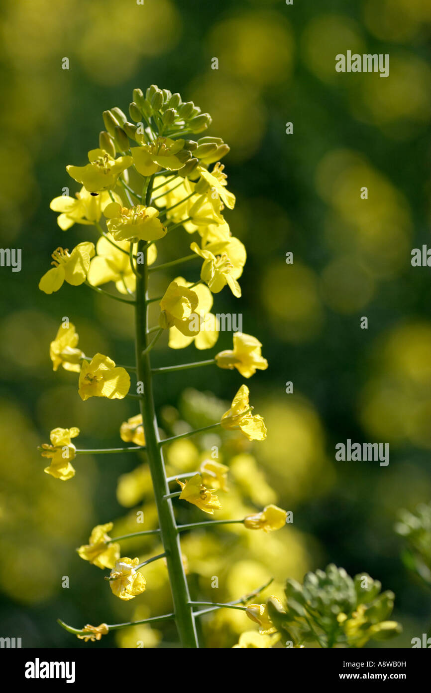 Canola (or Rapaseed, Brassica napus) in bloom Stock Photo - Alamy