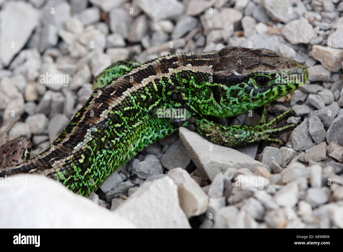 Male sand lizard displaying mating colors hi-res stock photography and ...