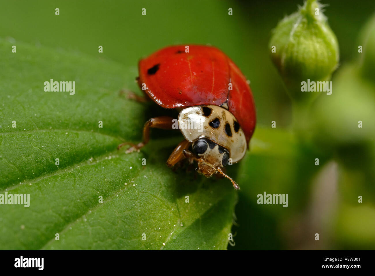 Adalia aphid hi-res stock photography and images - Alamy