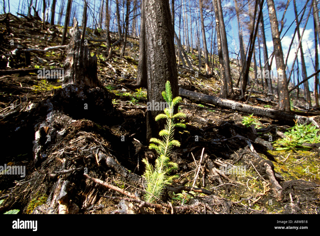Forest Fire Regrowth