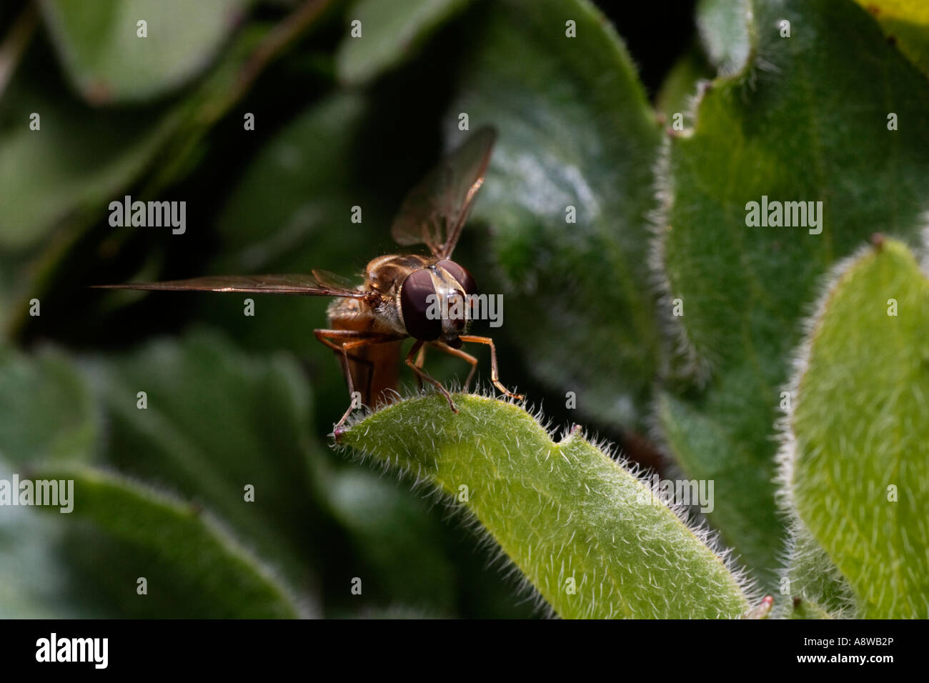 Hover fly (Sphaerophoria scripta Stock Photo - Alamy