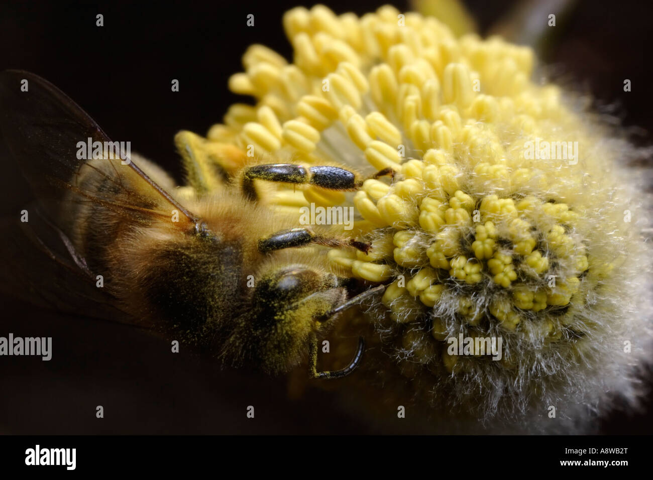 Bee and willow hi-res stock photography and images - Alamy