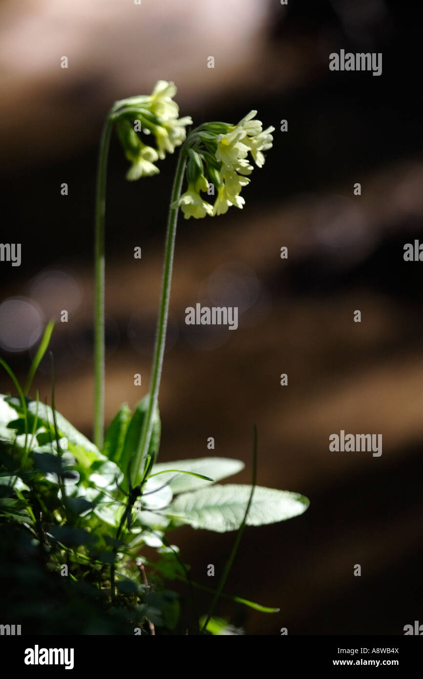 Yellow Cowslip on riverbank (Primula veris Stock Photo - Alamy