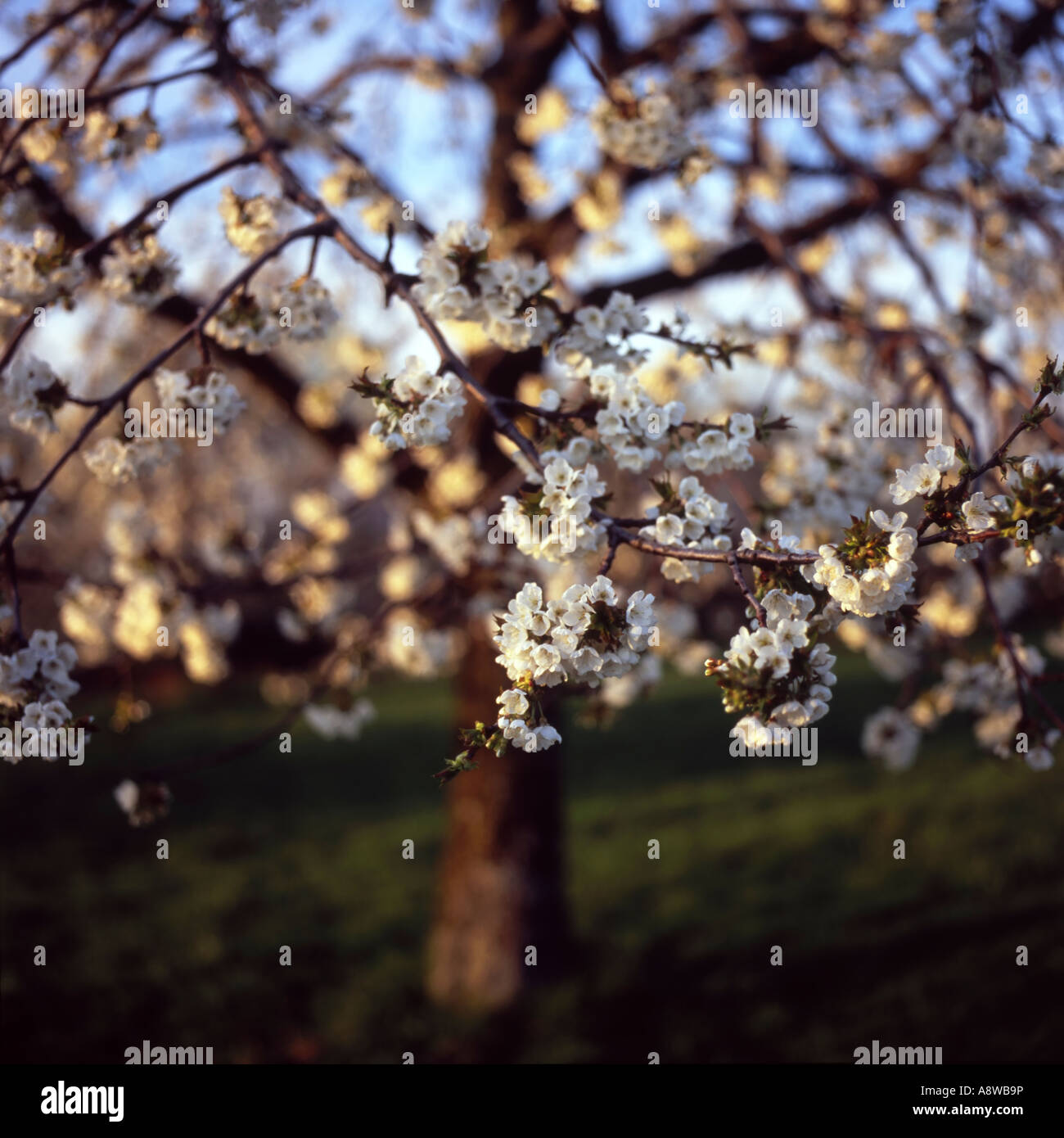 Cherry tree in full bloom Stock Photo - Alamy