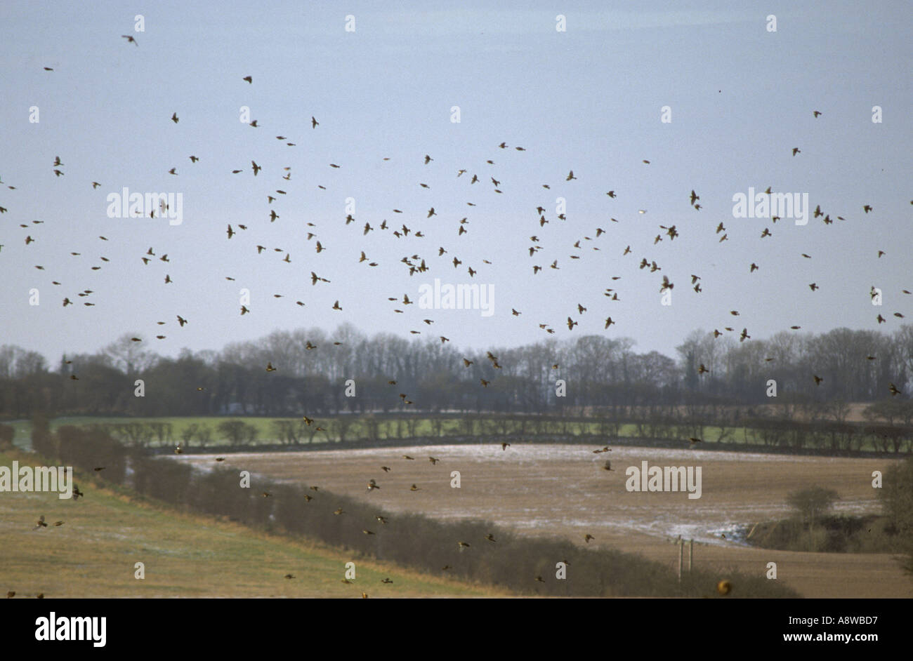 Winter finch flock hi-res stock photography and images - Alamy