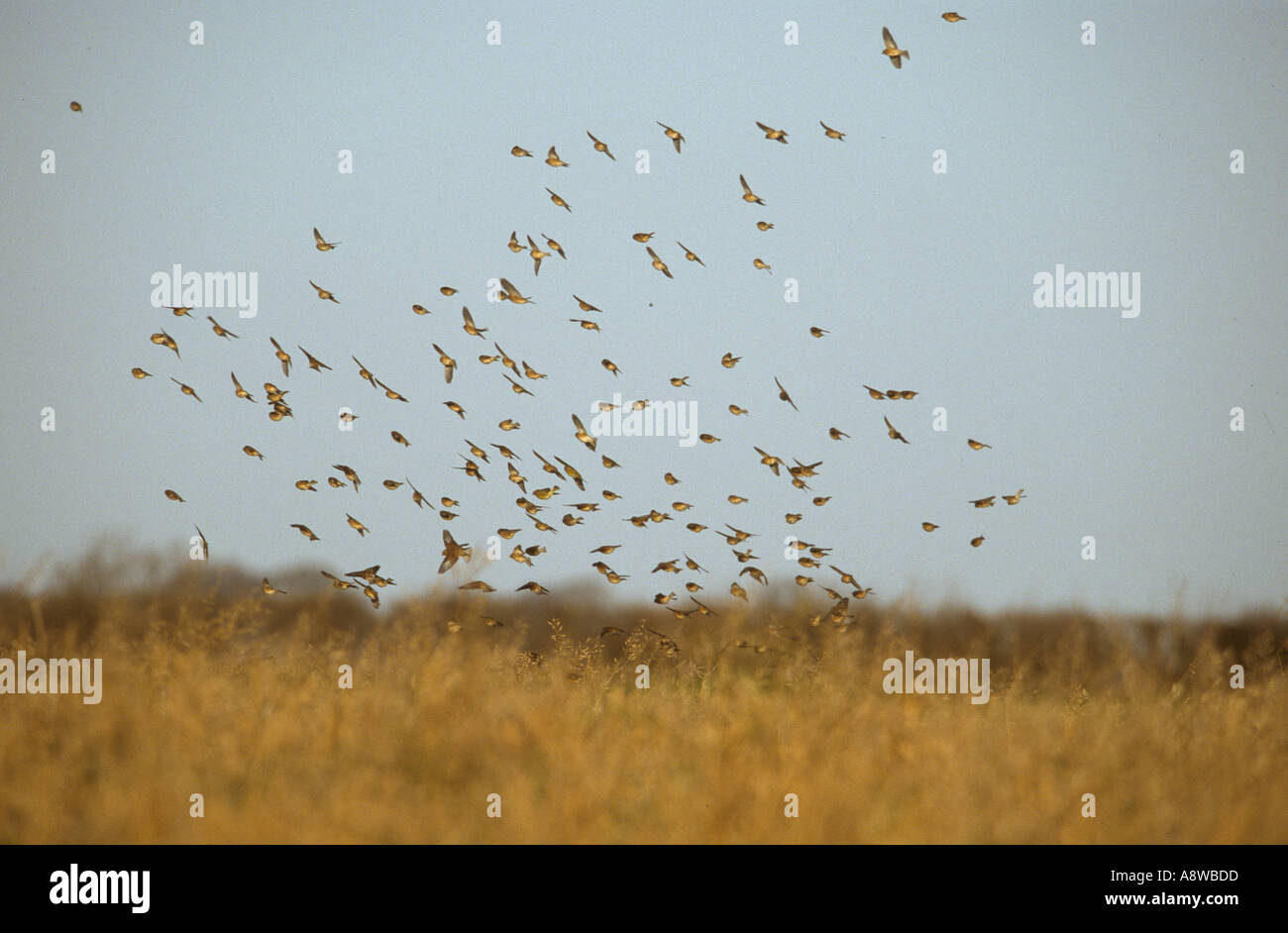 Linnet Uk Winter High Resolution Stock Photography and Images - Alamy