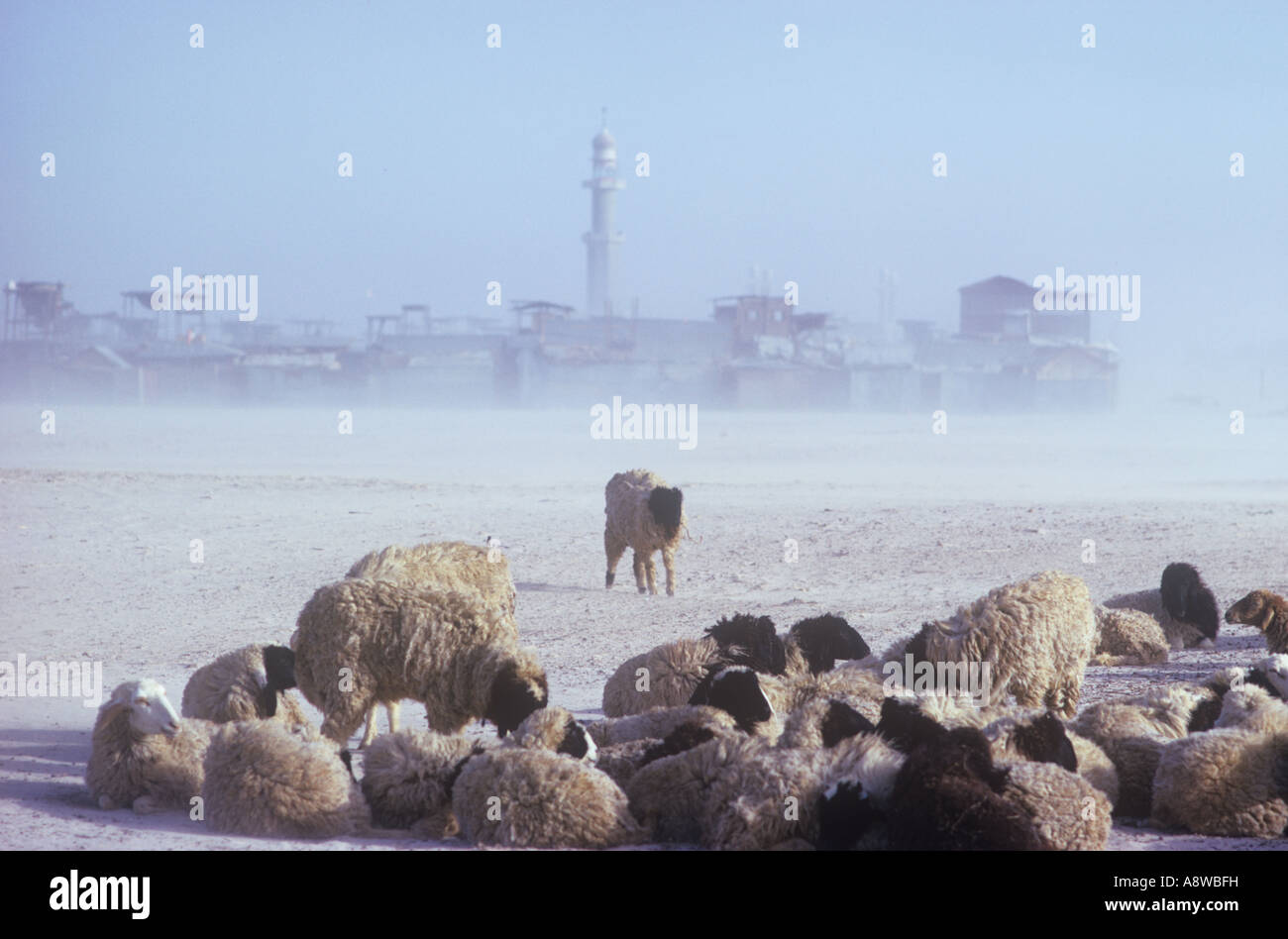Sand-storm with sheep in Dubai 1974 Stock Photo - Alamy