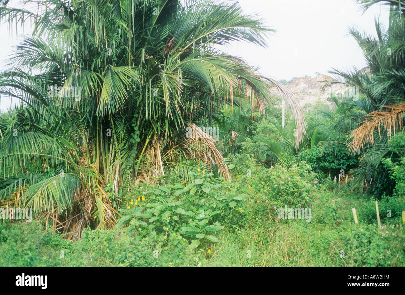 A sago palm in Sarawak Eastern Malaysia Stock Photo - Alamy