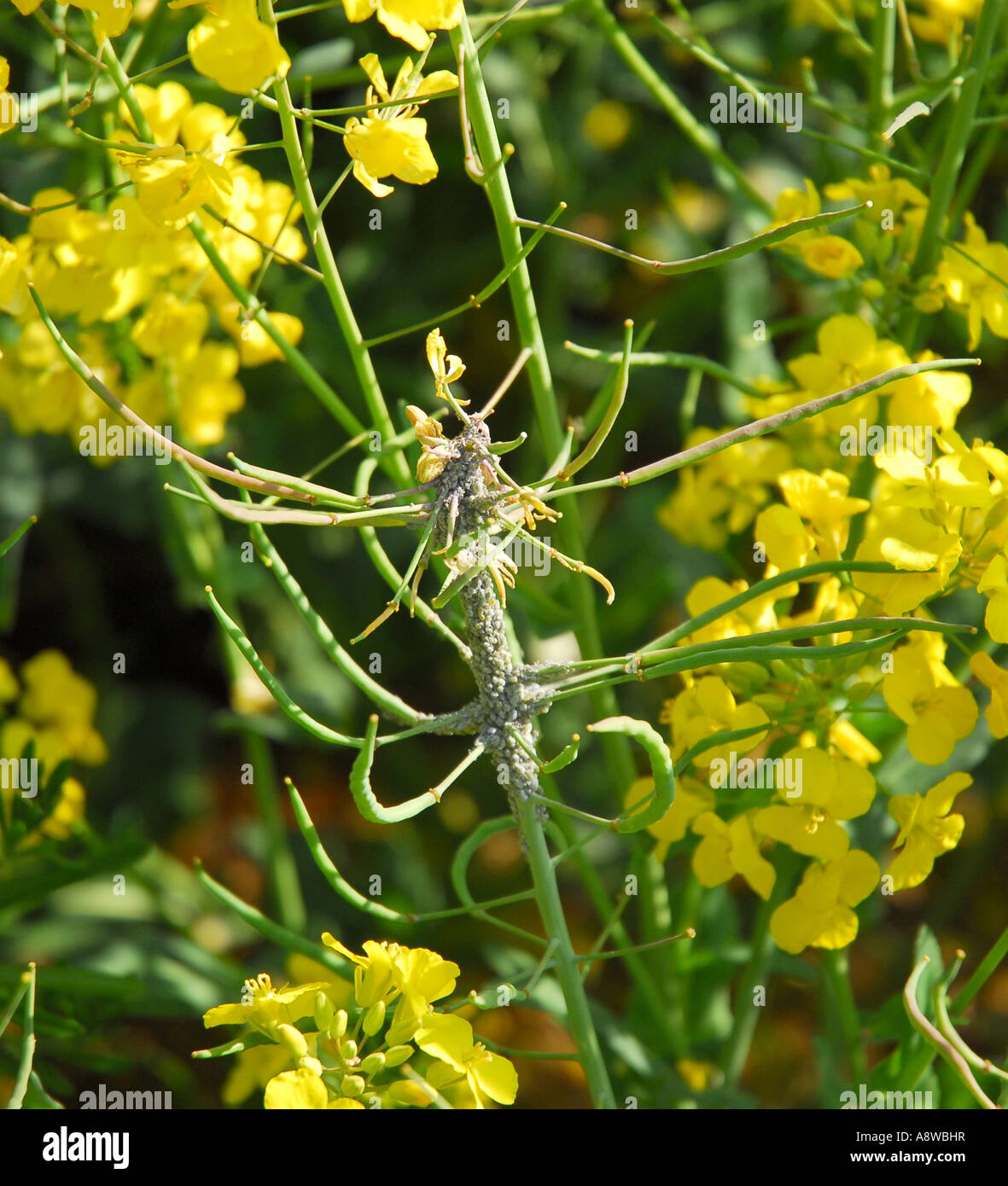 Aphids destroying an oil seed rape plant Stock Photo - Alamy