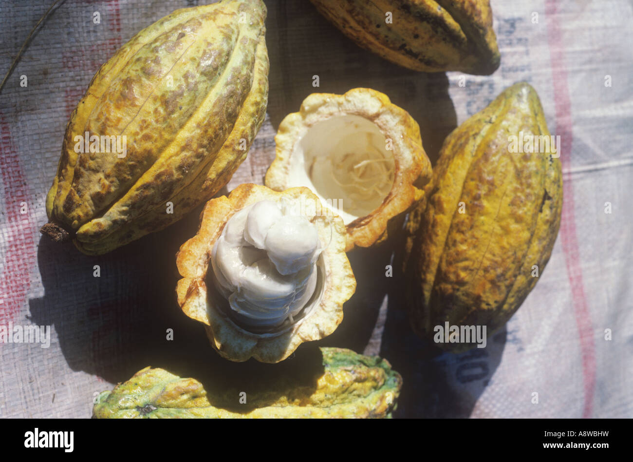 Cocoa Pod Open Stock Photos & Cocoa Pod Open Stock Images - Alamy