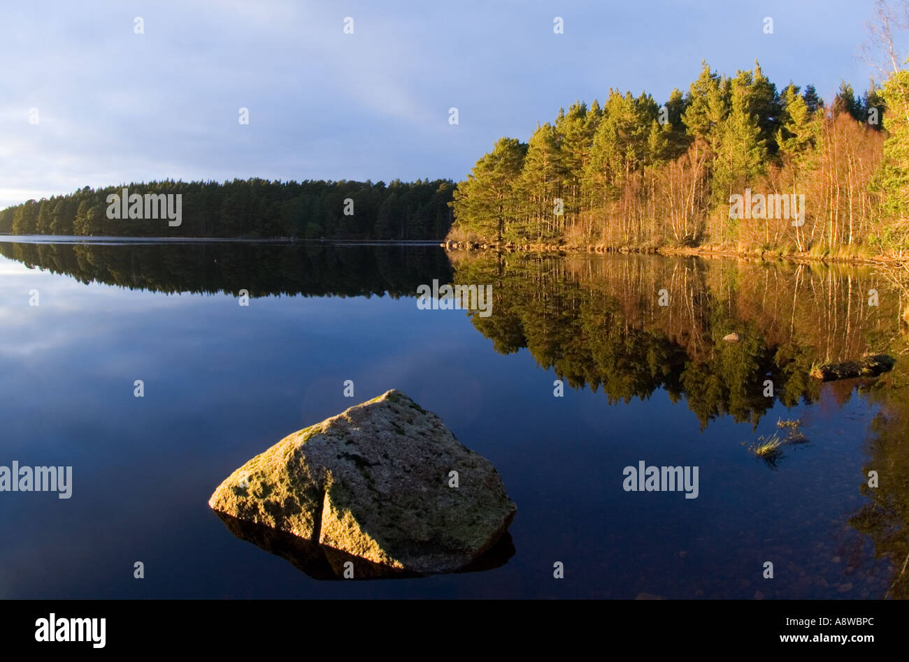 Loch Garten, on Abernethy RSPB Reserve Strathspey Scottish Highlands ...
