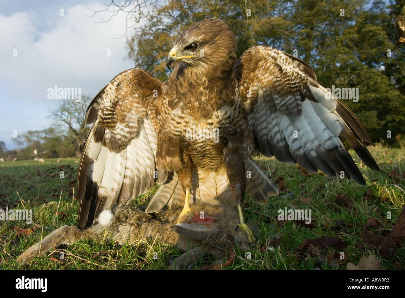 Mantling hi-res stock photography and images - Alamy