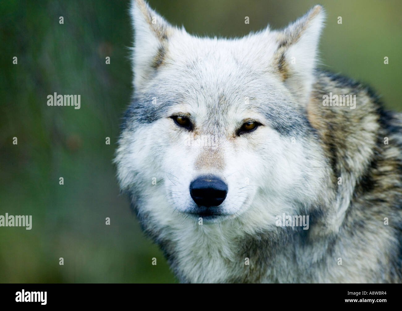 Timber Wolf Minnesota USA Stock Photo - Alamy