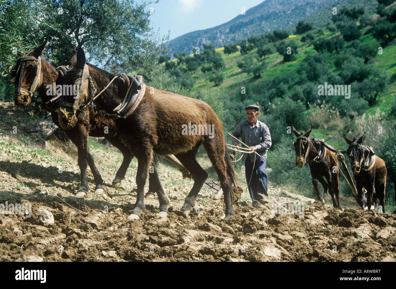 Spanish farmer ploughing an olive grove in Andalusia Spain Stock Photo ...