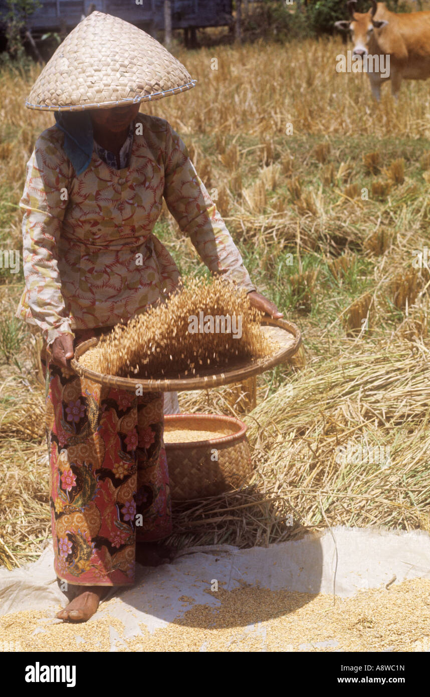 Woman Winnowing Rice High Resolution Stock Photography and Images - Alamy