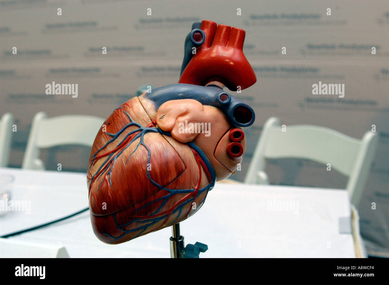 Heart Model used by doctors at New York Presbyterian Hospital Stock ...