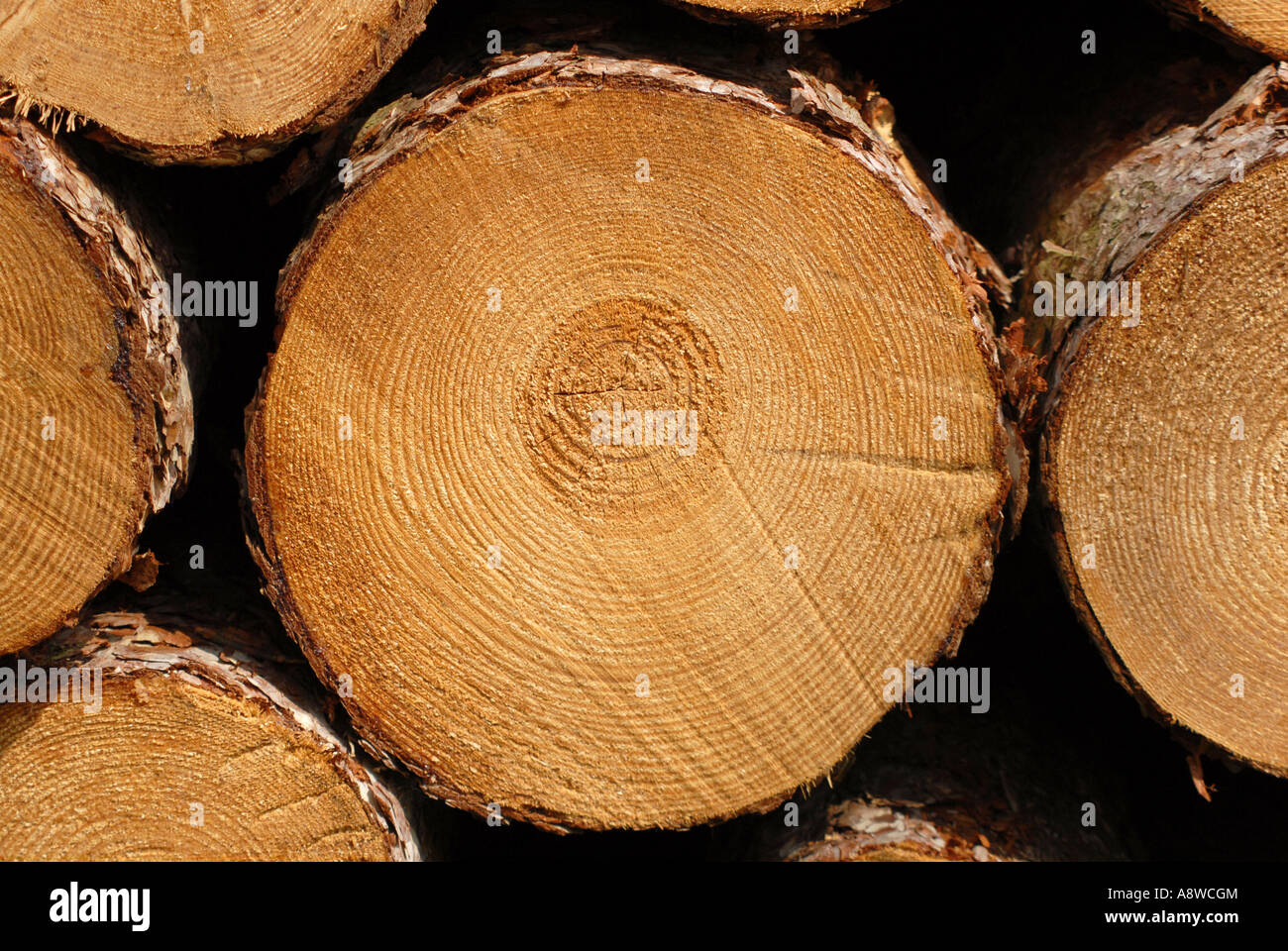 Sawn log ends hi-res stock photography and images - Alamy