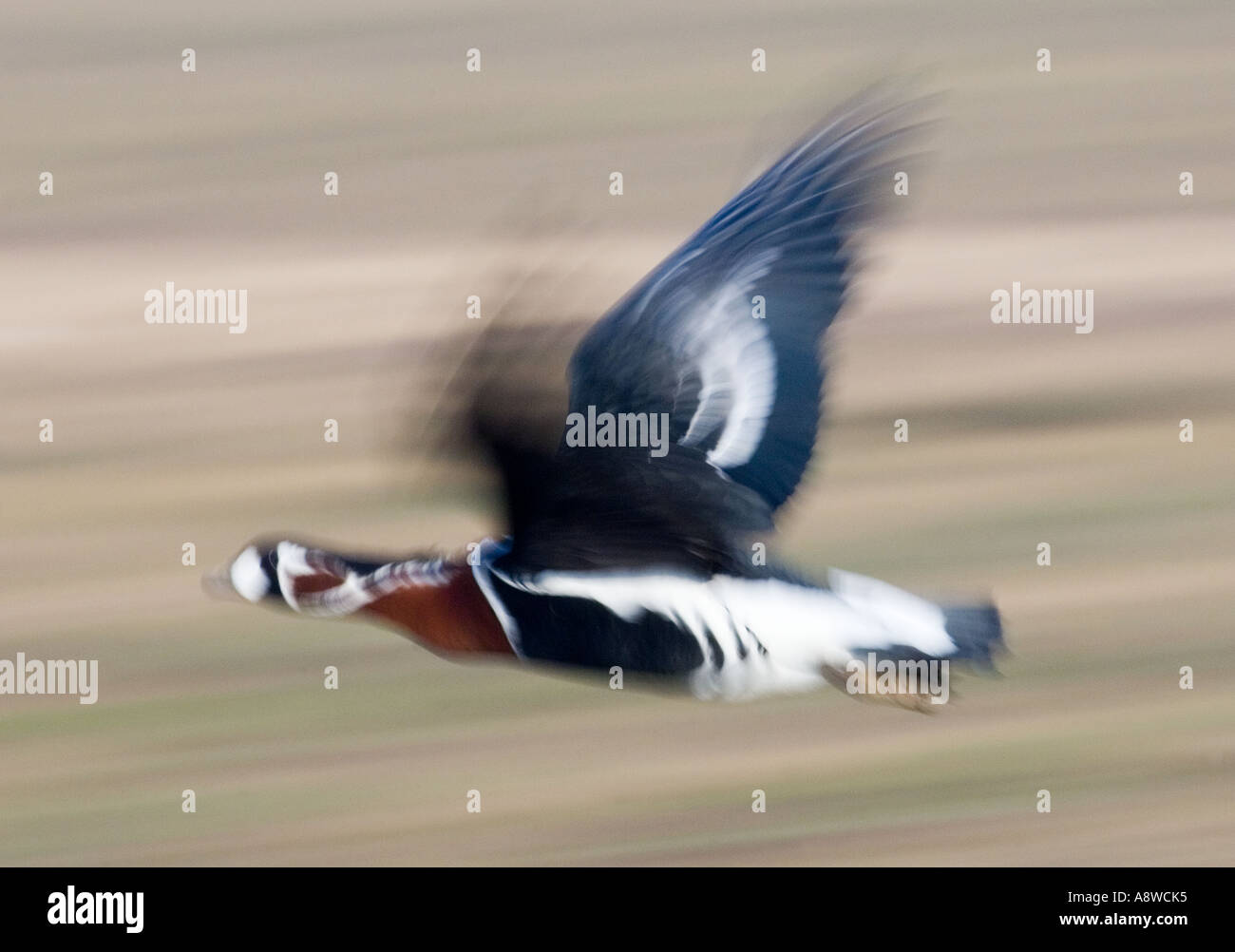 Red breasted goose flight hi-res stock photography and images - Alamy