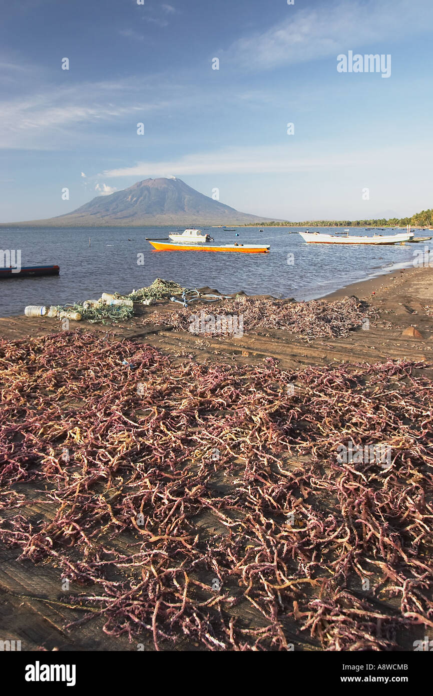 Seaweed Drying In The Sun Stock Photo - Alamy